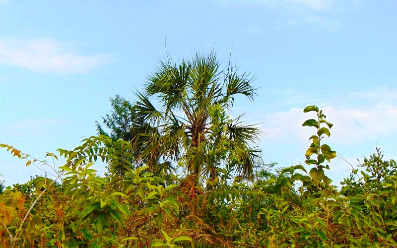 Tree Of Cortez Real Estate Consultancy, Investment Properties ...