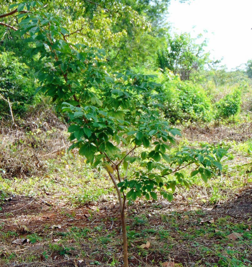 Tree Of Cortez Real Estate Consultancy, Investment Properties ...